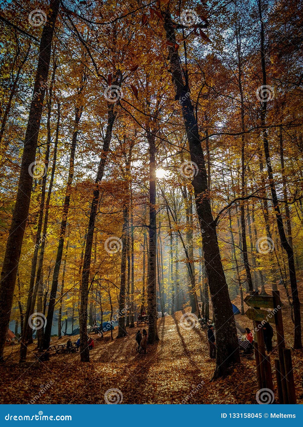 Sun Rays by the Autumn Trees in the Forest Stock Image - Image of ...