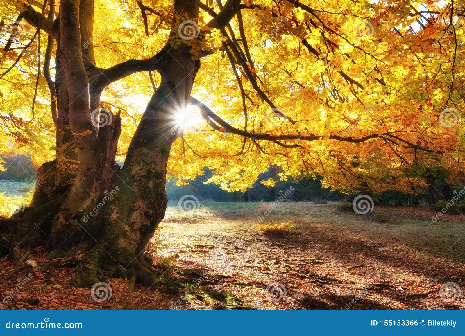 Sun Rays through Autumn Trees. Natural Autumn Landscape in the Forest ...