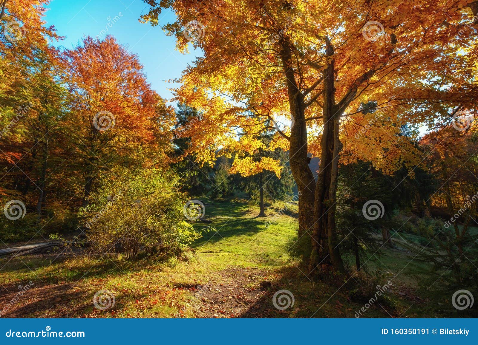 Sun Rays through Autumn Trees. Natural Autumn Landscape in the Forest ...