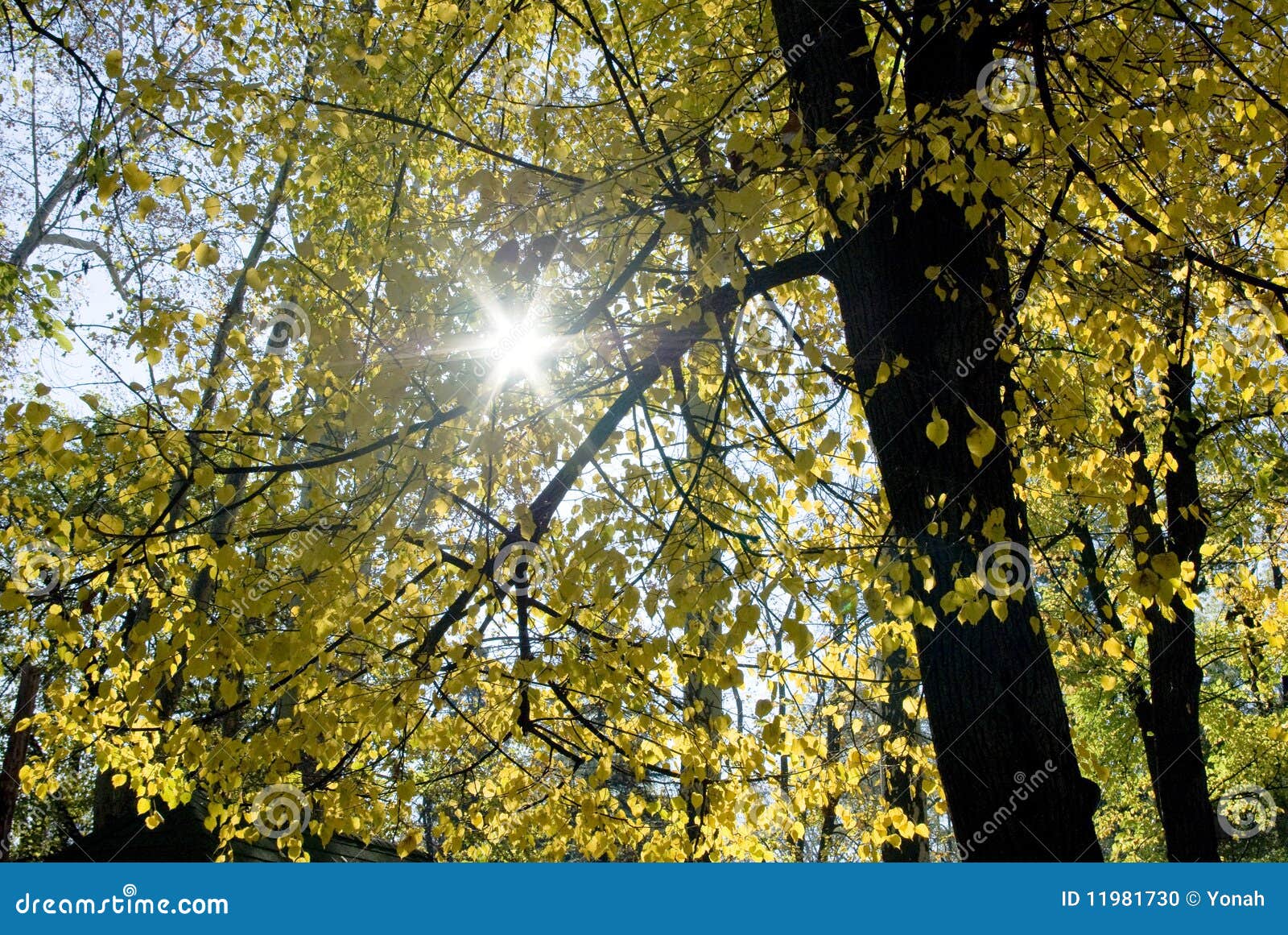 Sun Rays through Autumnal Leaves Stock Photo - Image of autumnal, hope ...