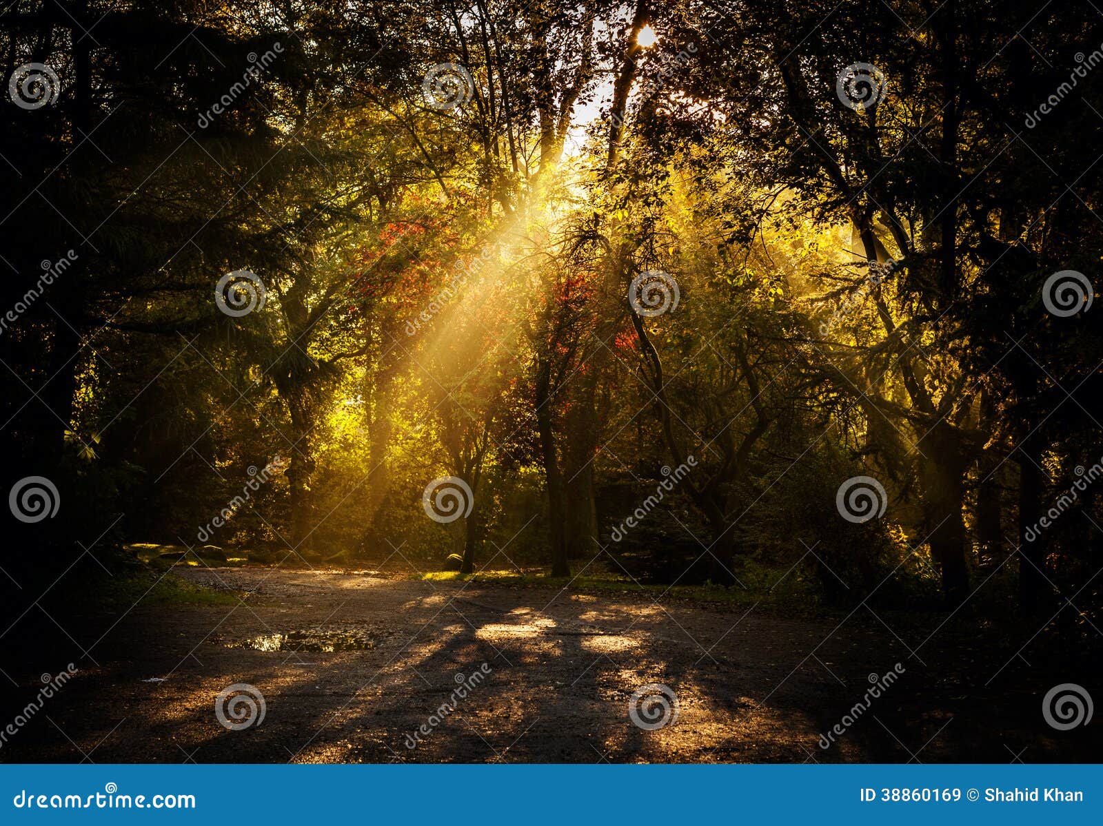 Light Rays Through Trees