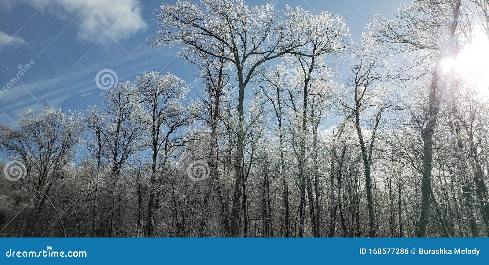 Sun Rays Beaming through the Beautiful Trees Stock Photo - Image of ...