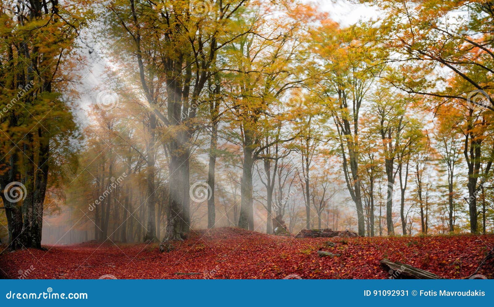 Sun Rays in the Beech Forest Stock Image - Image of hazy, land: 91092931