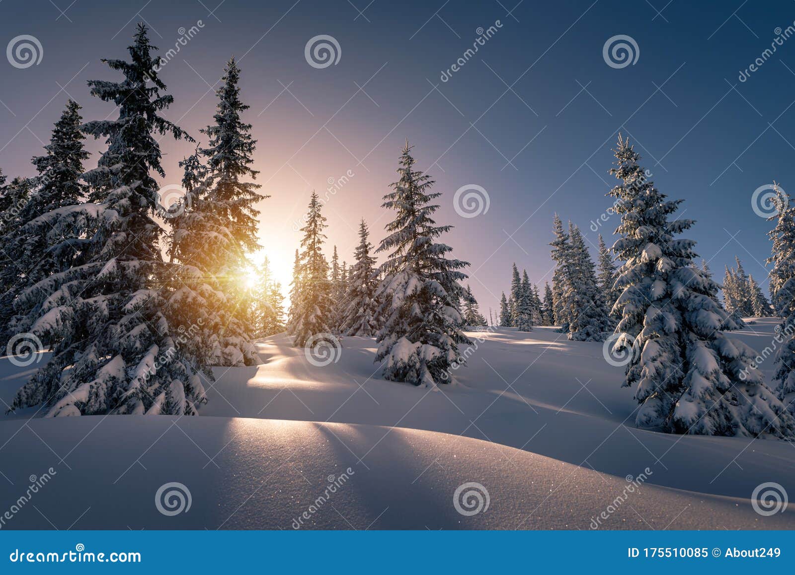 Sun Rays from Behind the Snow Covered Trees in the Mountain Stock Image ...