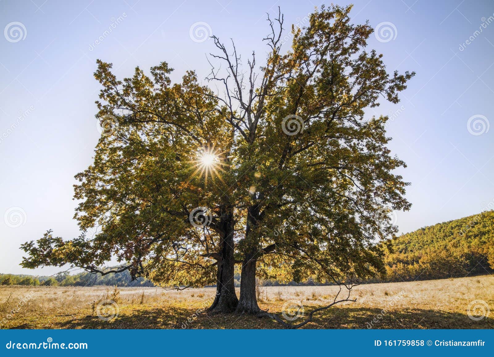 Sun Rays through a Big Tree Crown. Stock Photo - Image of beauty, color ...