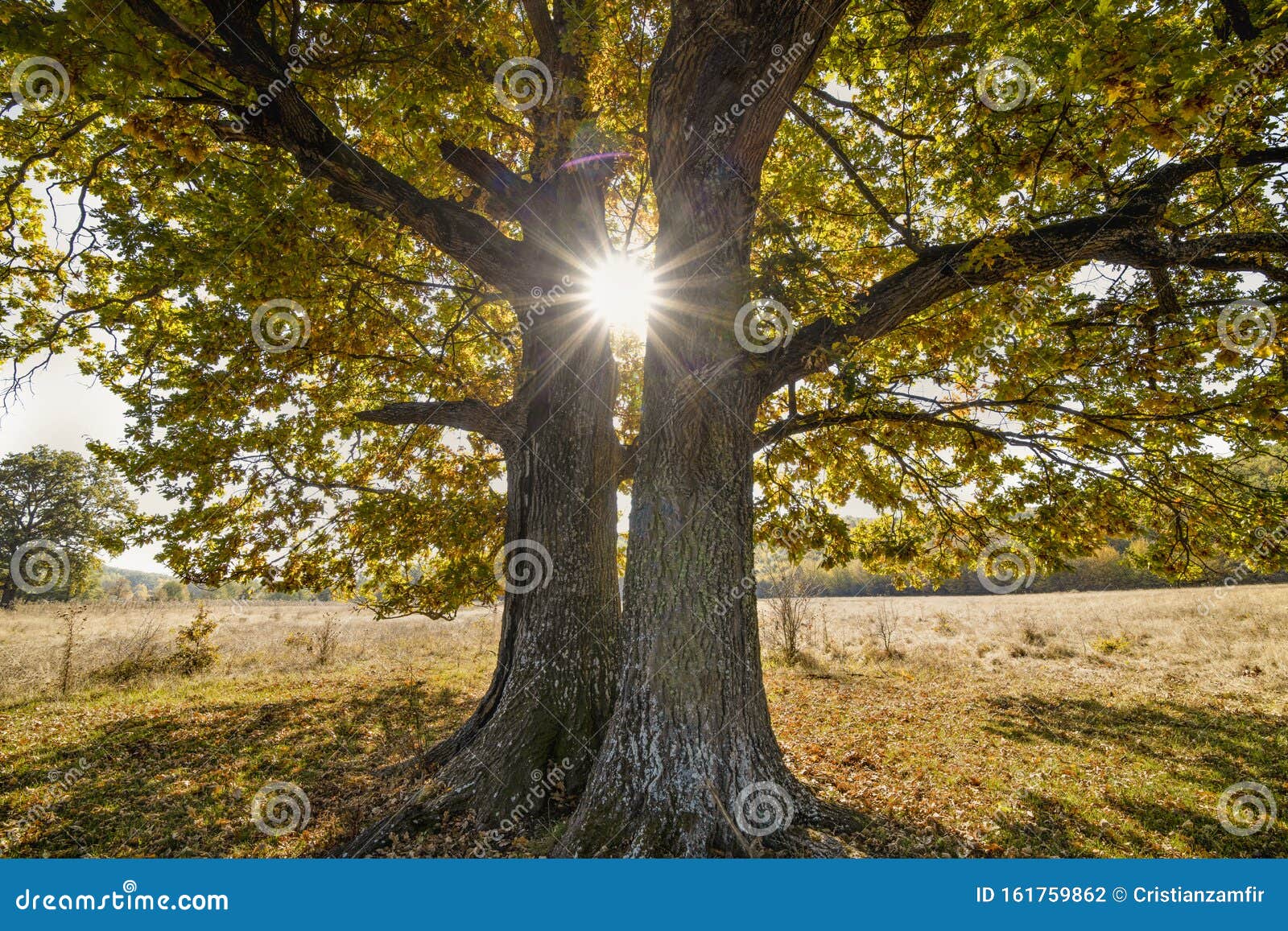 Sun Rays through a Big Tree Crown. Stock Photo - Image of october ...