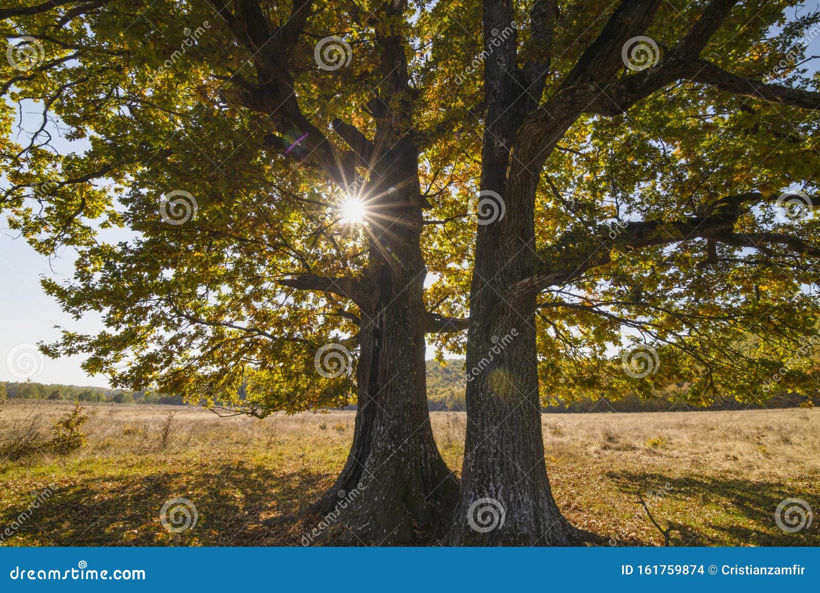 Sun Rays through a Big Tree Crown. Stock Photo - Image of landscape ...
