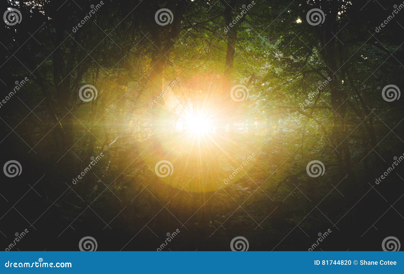 Sun Rays Blasting through a Dark Forest Stock Photo - Image of dark ...