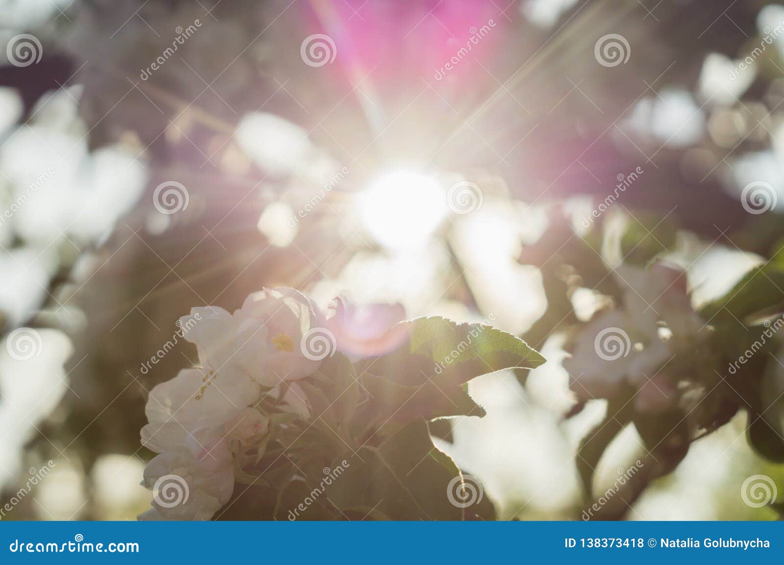 Sun Rays through a Blossoming Apple Tree Branch Stock Photo - Image of ...