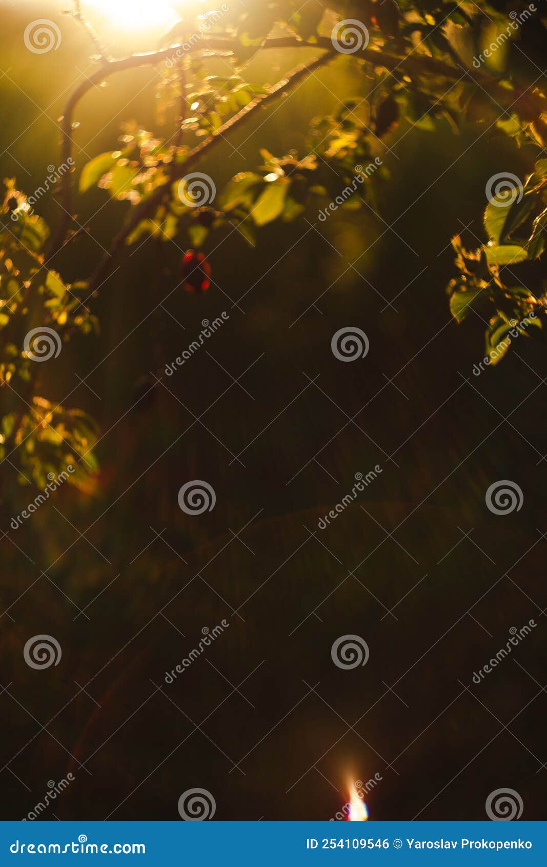 Sun Rays through Bokeh Leaves. Evening Sunset Background Stock Photo ...