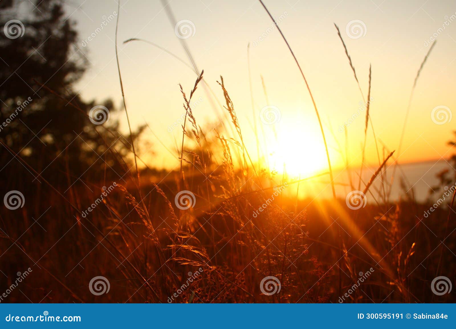 Sun Break through the Field Grasses at Sunset, Landscape Stock Image - Image of nature, pine ...