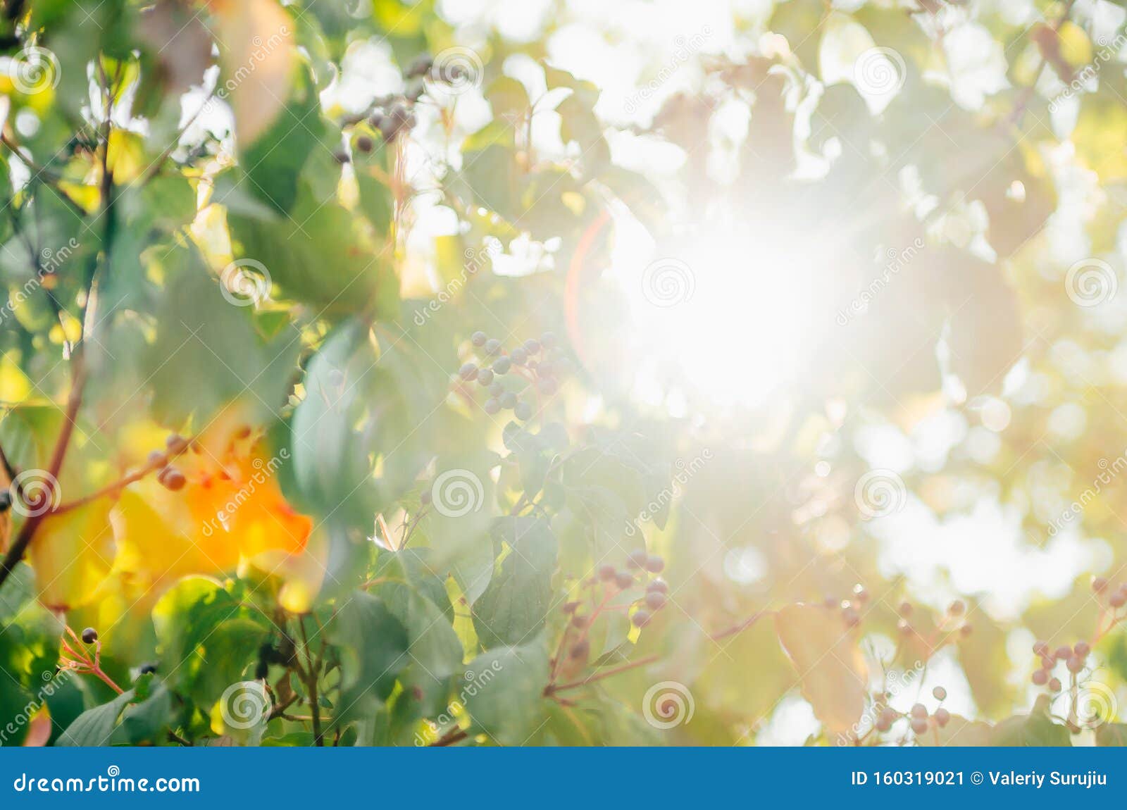 Sun Rays Breaking through the Leaves Stock Image - Image of park ...