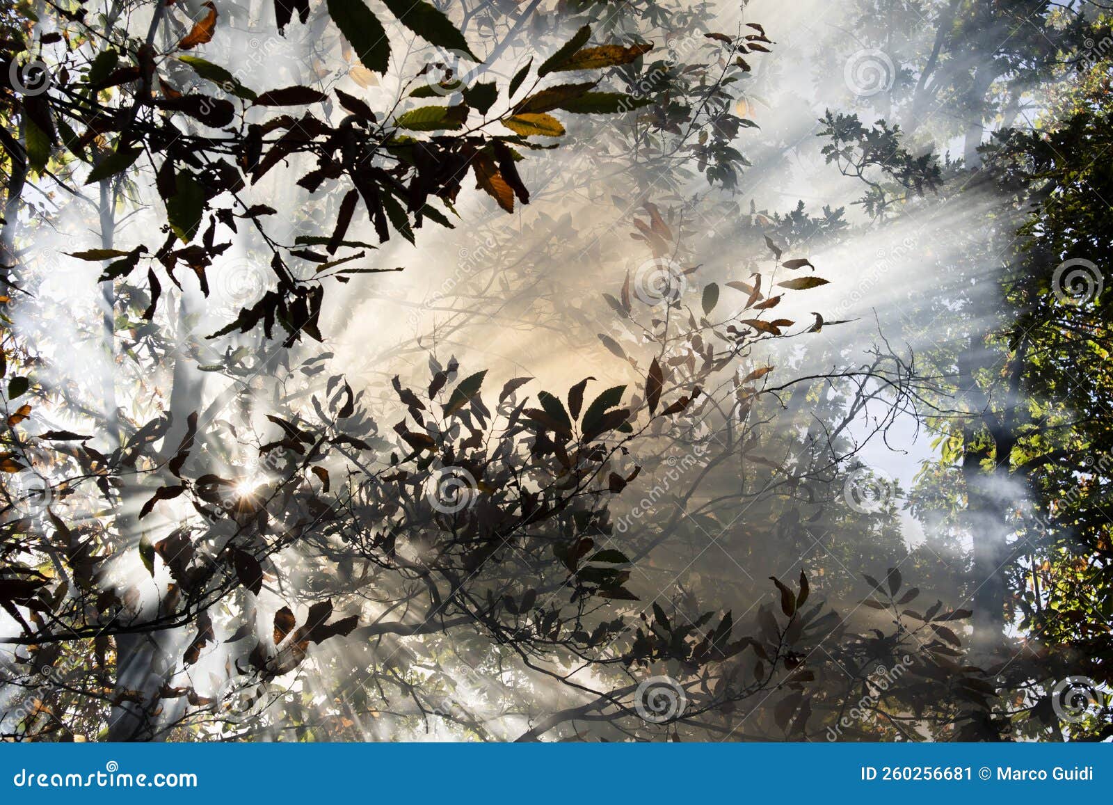 Sun Rays Breaking through the Smoke of a Forest Fire Stock Image ...