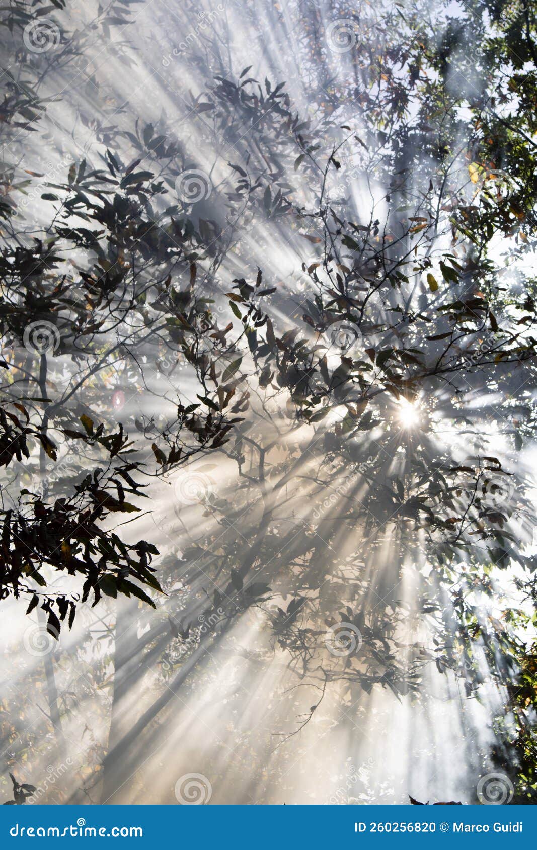 Sun Rays Breaking through the Smoke of a Forest Fire Stock Photo ...