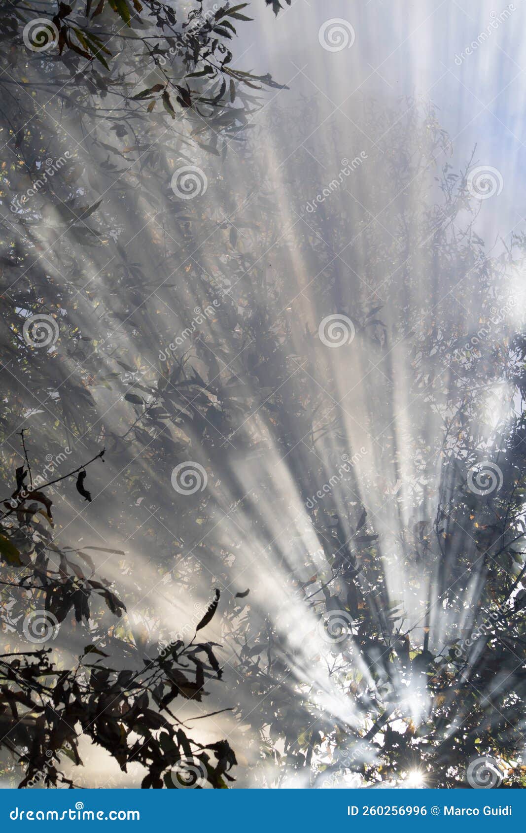 Sun Rays Breaking through the Smoke of a Forest Fire Stock Photo ...