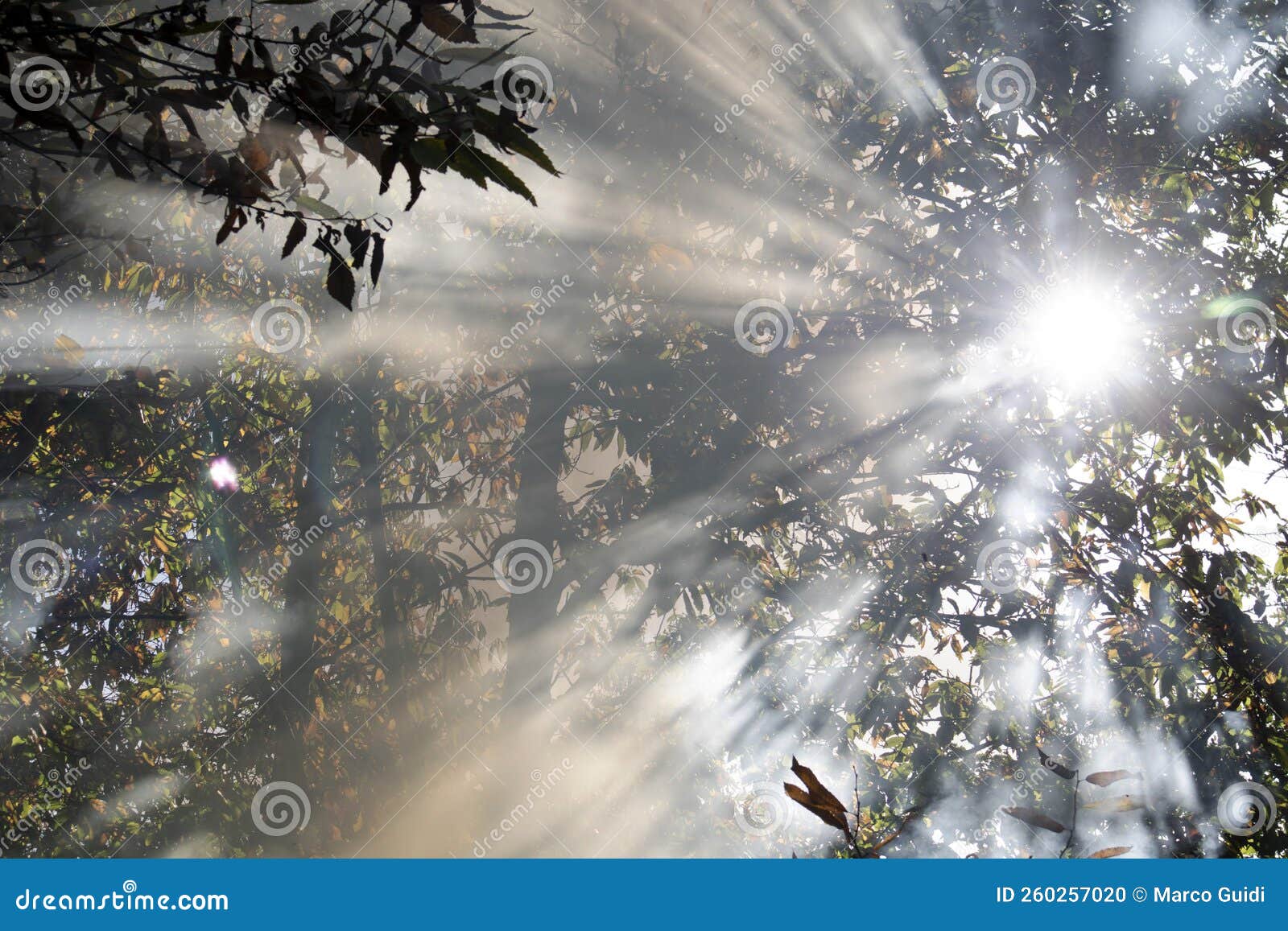 Sun Rays Breaking through the Smoke of a Forest Fire Stock Photo ...