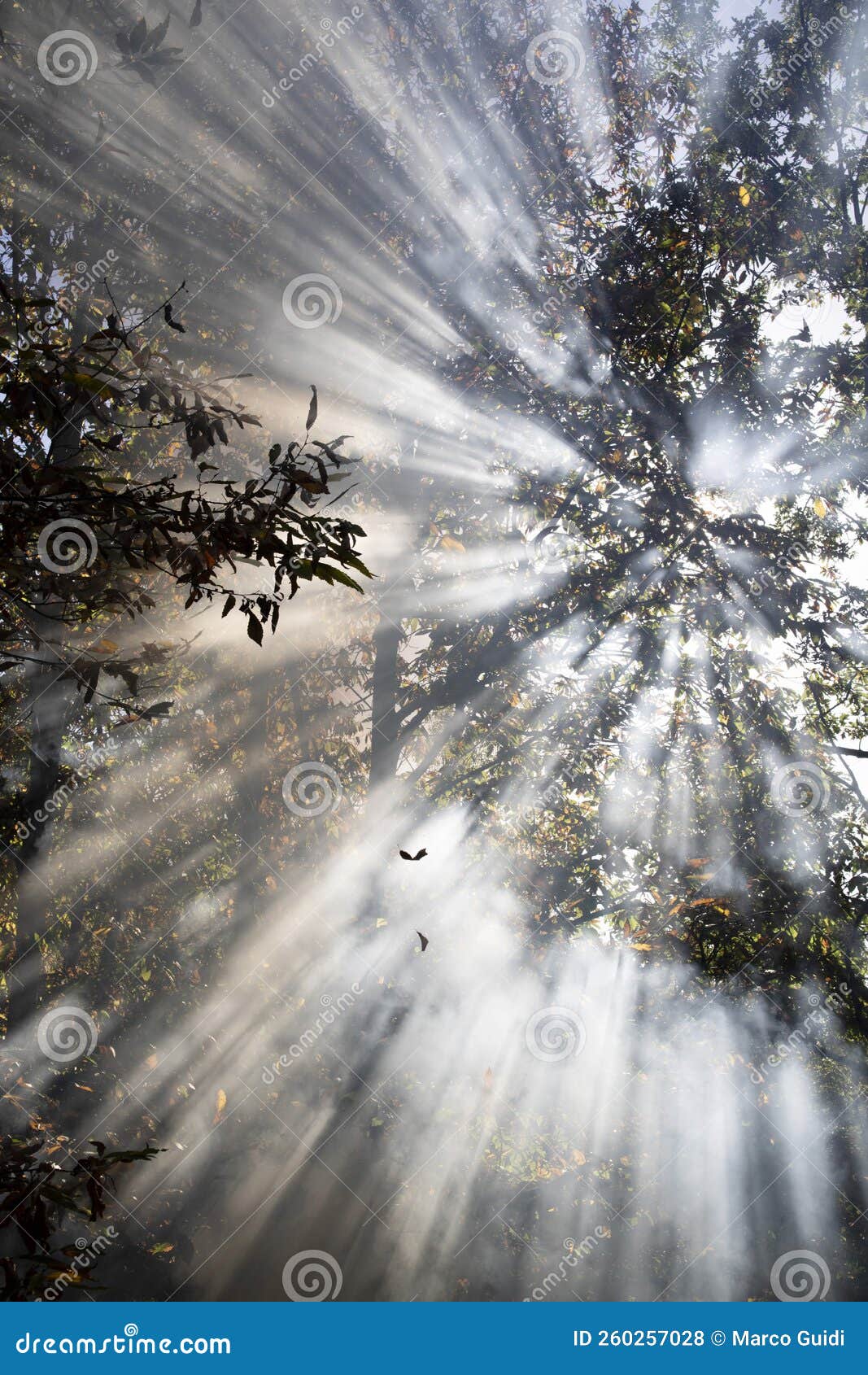 Sun Rays Breaking through the Smoke of a Forest Fire Stock Photo ...