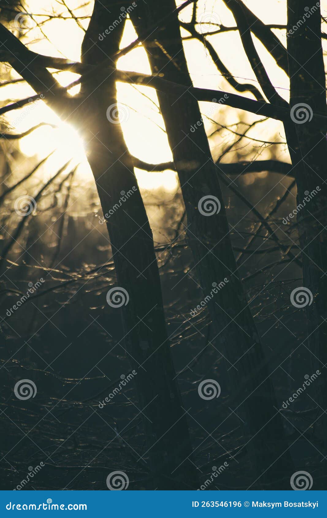 Sun Rays Breaking through Tree Branches in a Dense Forest Stock Photo ...