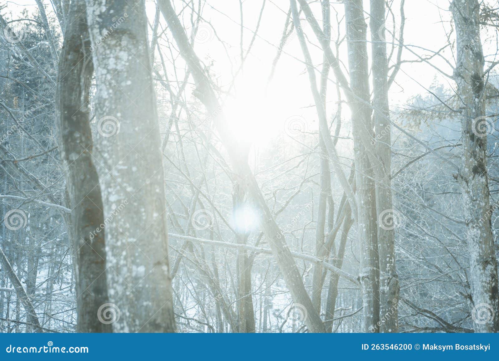 Sun Rays Breaking through Tree Branches in a Dense Forest Stock Photo ...