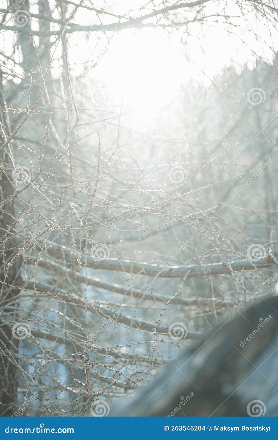 Sun Rays Breaking through Tree Branches in a Dense Forest Stock Photo ...