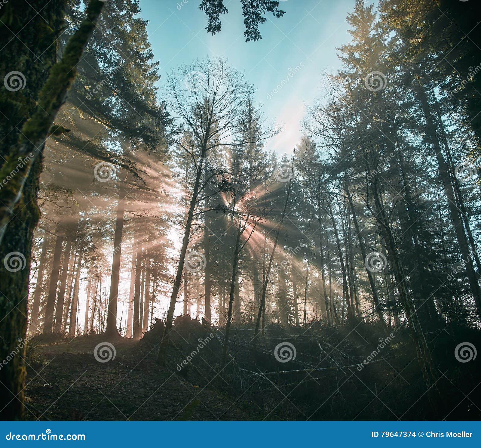 Sun Rays Burst through the Forest Stock Photo - Image of colorful ...