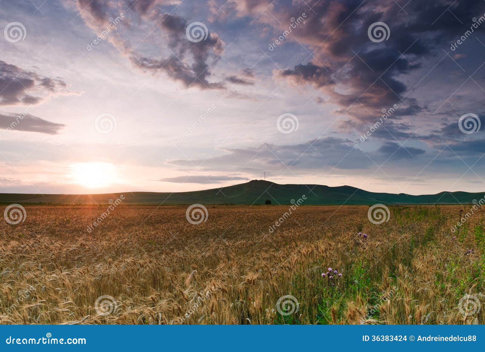 Sun Rays and Clouds Over a Crop Field Stock Photo - Image of yellow ...