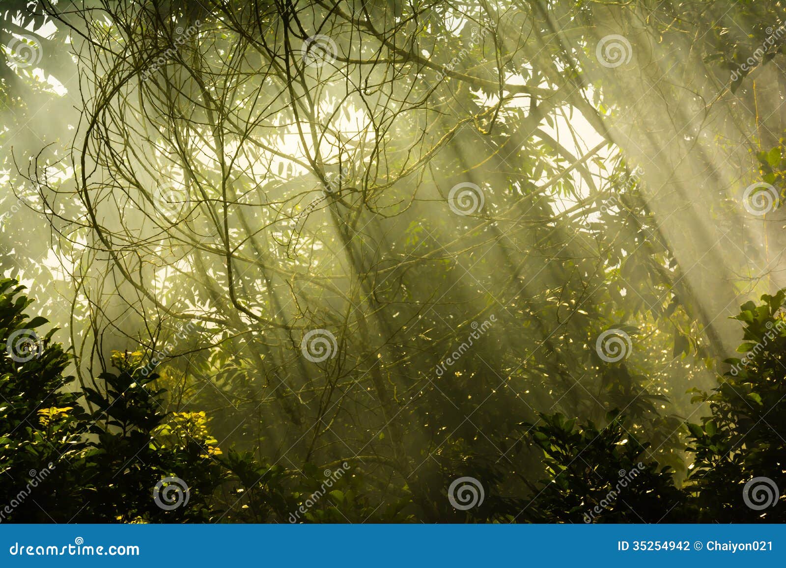 Sun rays stock photo. Image of sunrise, leaves, color - 35254942