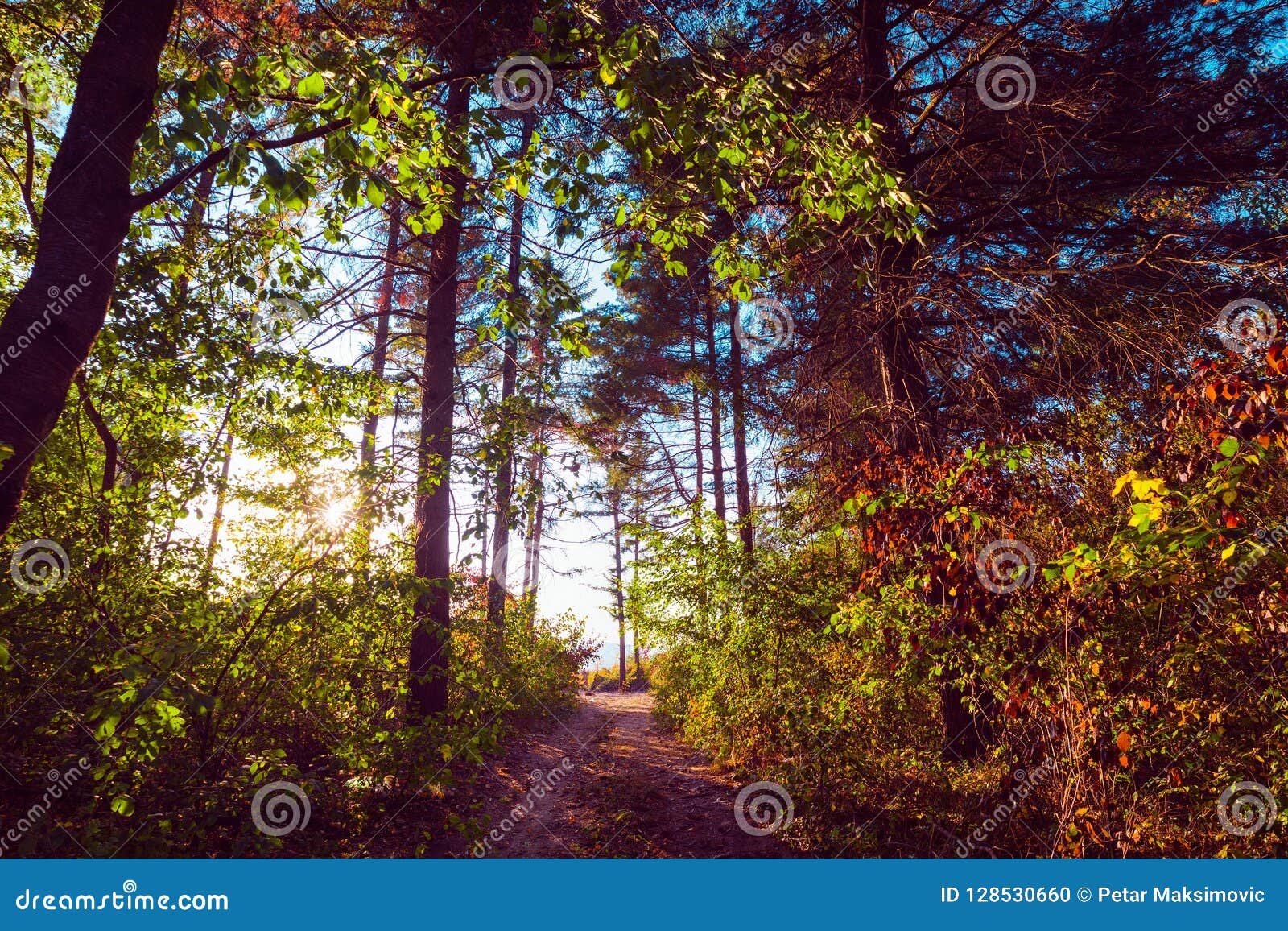 Sun Rays in the Colorful Woods in Autumn Stock Photo - Image of autumn ...