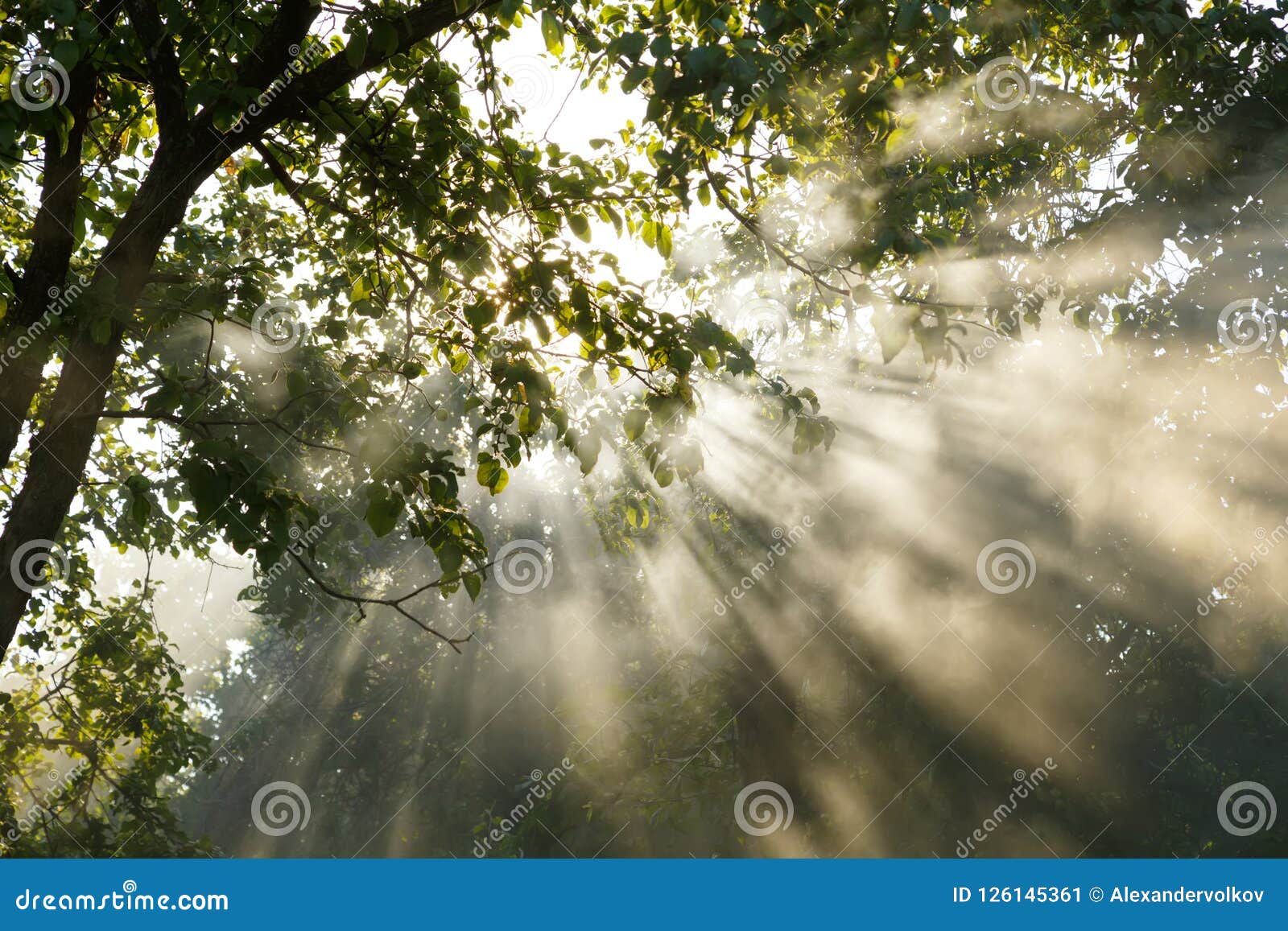 Sun Rays Come through Mist and Leaves Stock Image - Image of natural ...