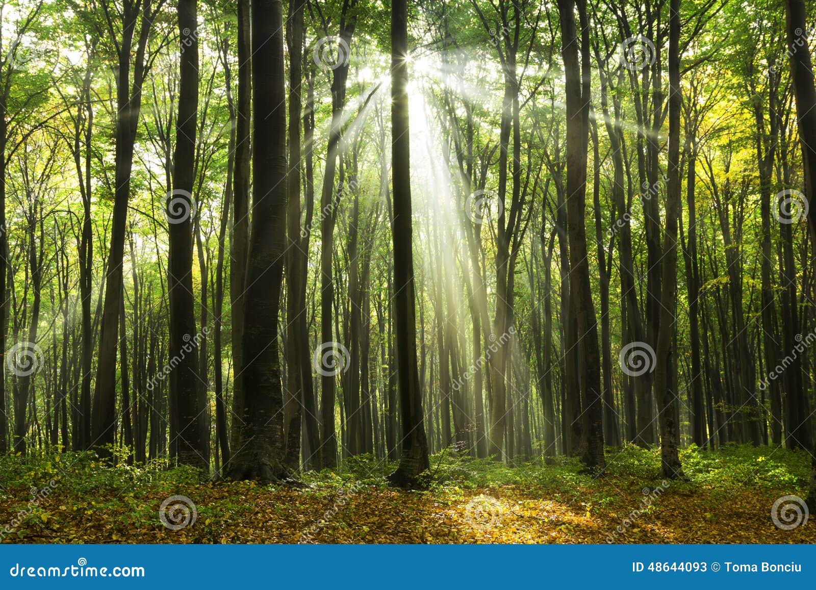 Sun Rays Coming through the Trees during an Autumn Day Stock Image ...