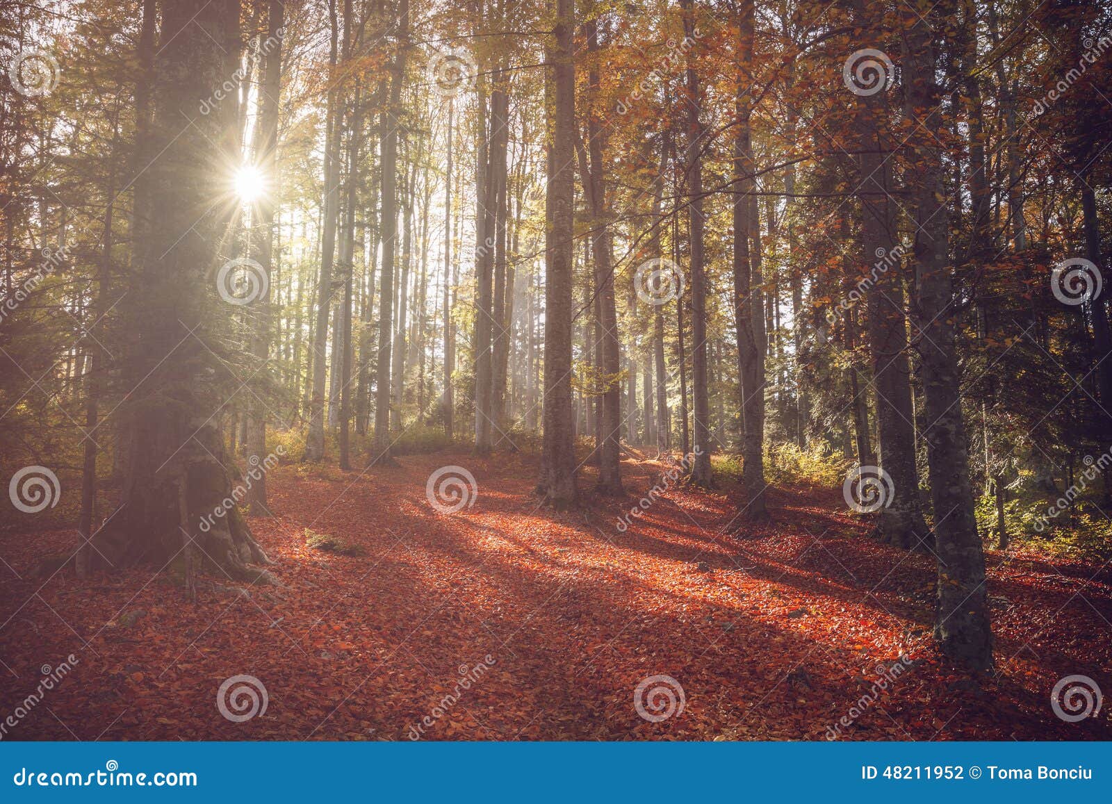 Sun Rays Coming through the Trees during an Autumn Day in the Forest ...