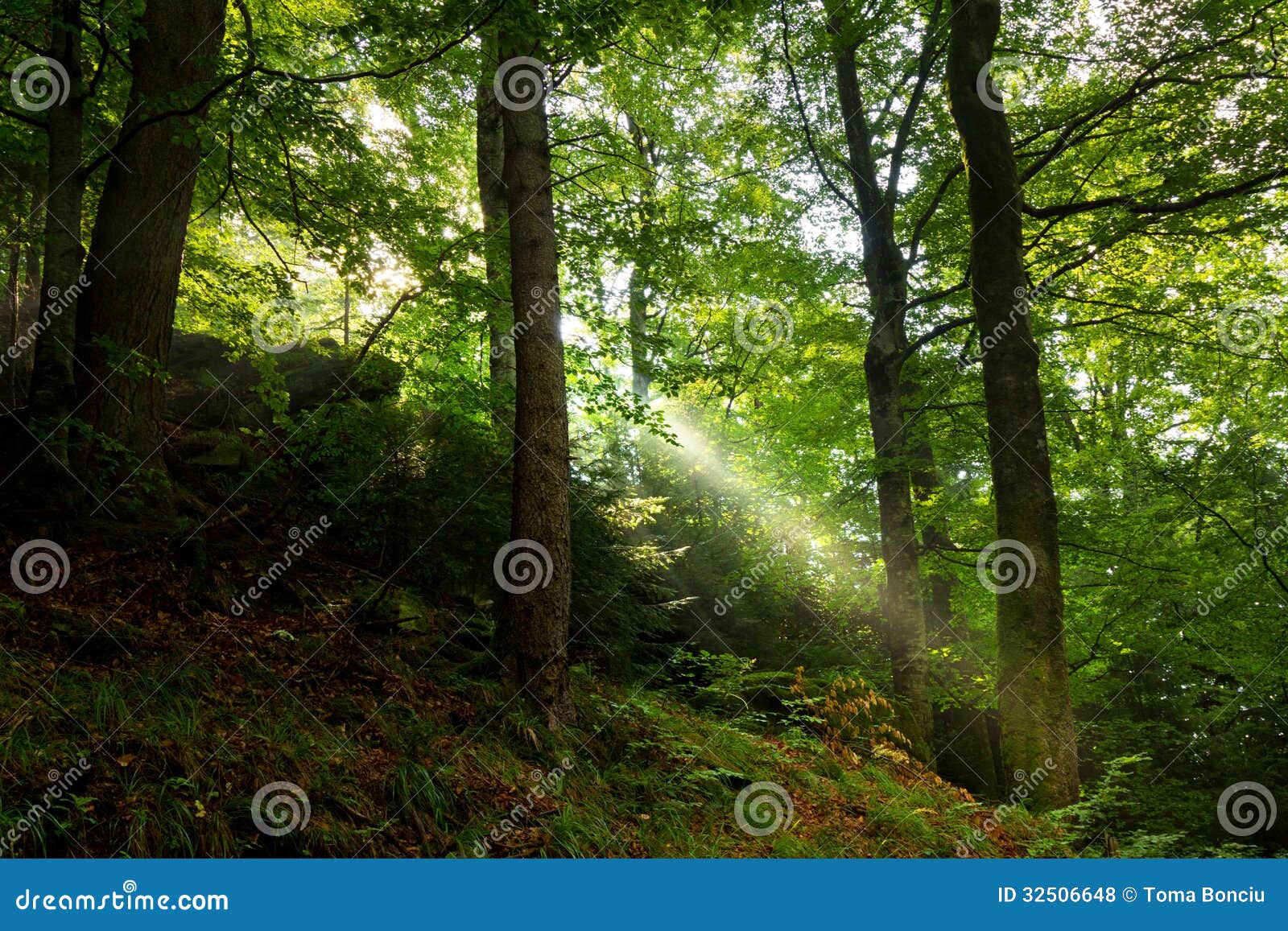Sun Rays Coming through the Trees Stock Photo - Image of foliage, park ...