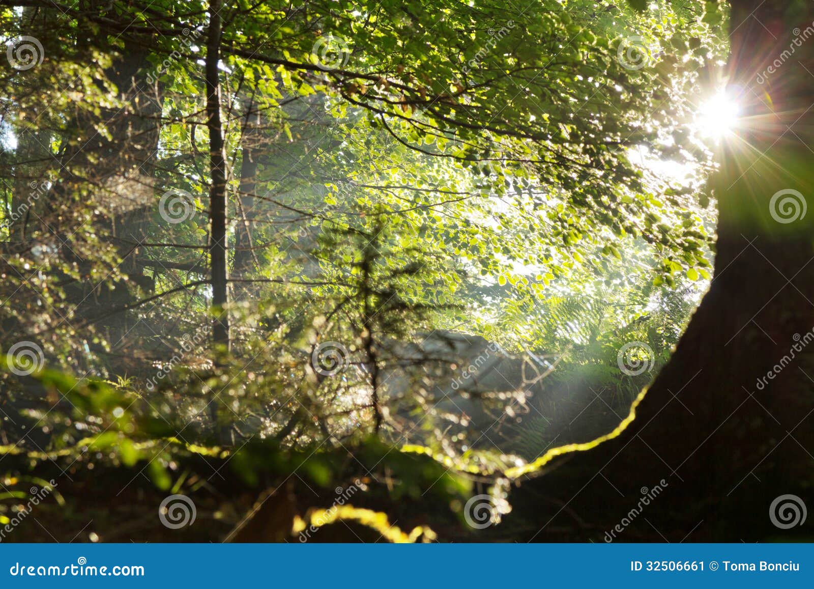 Sun Rays Coming through the Trees Stock Image - Image of area, light ...