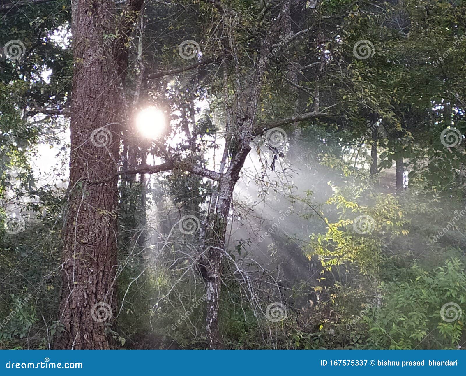 Sun Rays Coming from in between the Trees Stock Image - Image of looks ...
