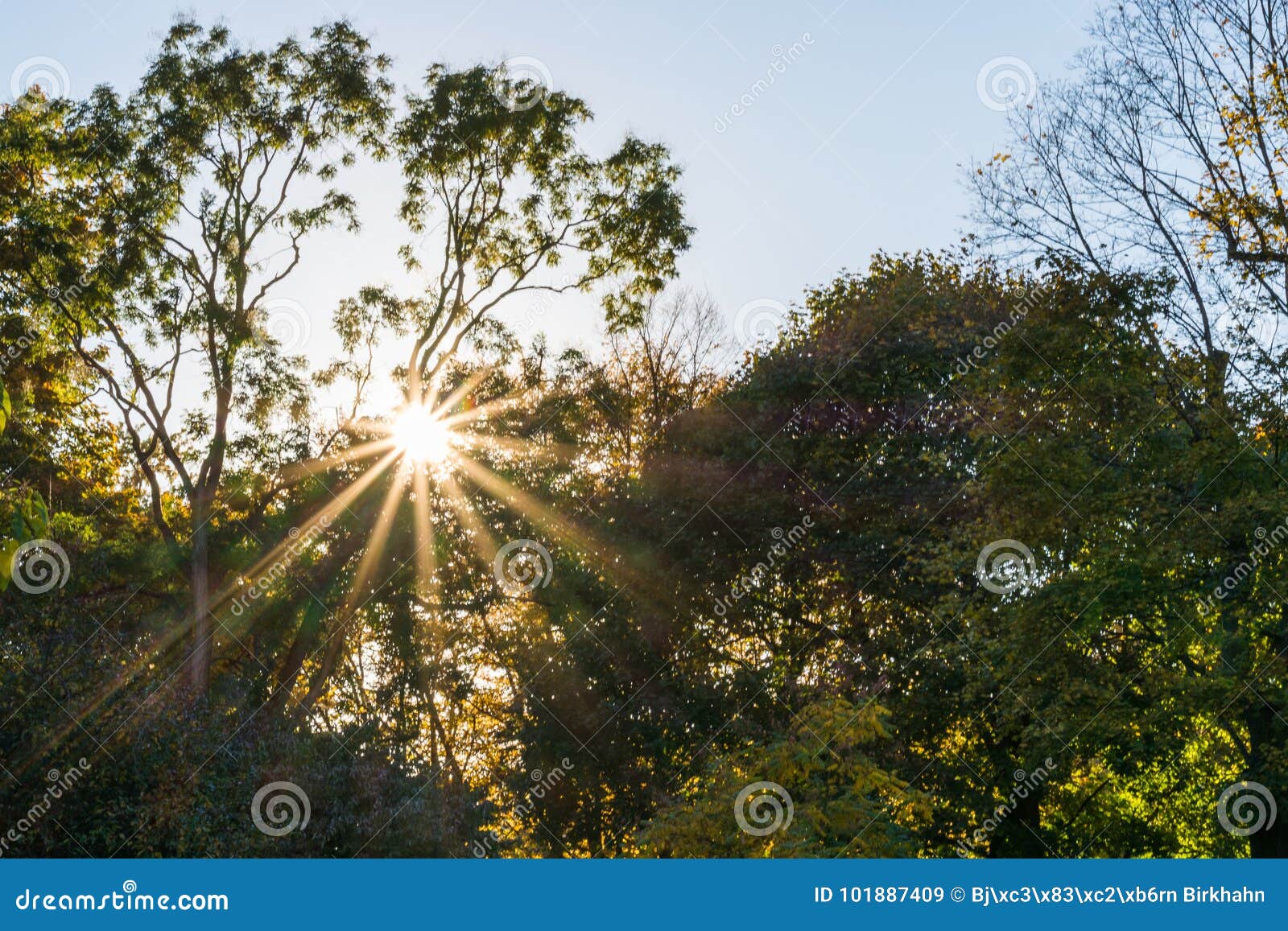 Sun Rays Coming through Trees in a Park Stock Image - Image of autumn ...