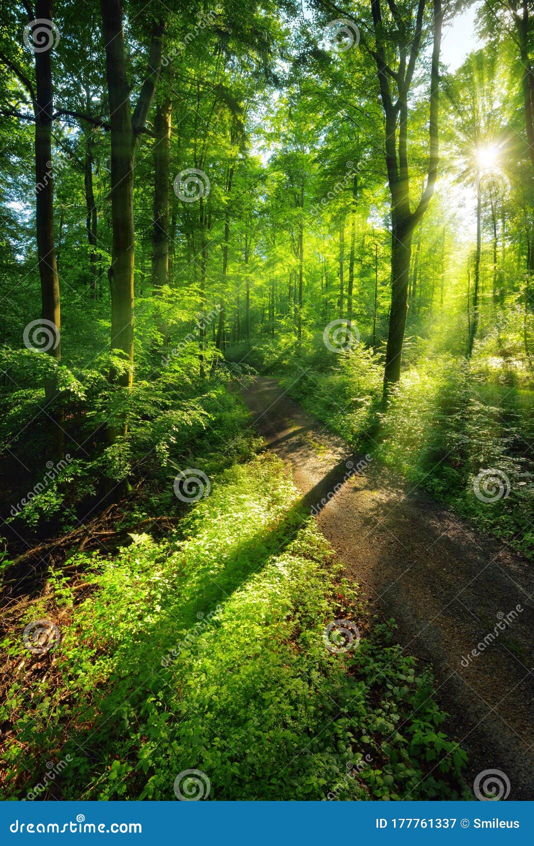 Scenery of Light and Shadows on a Forest Path Stock Image - Image of ...