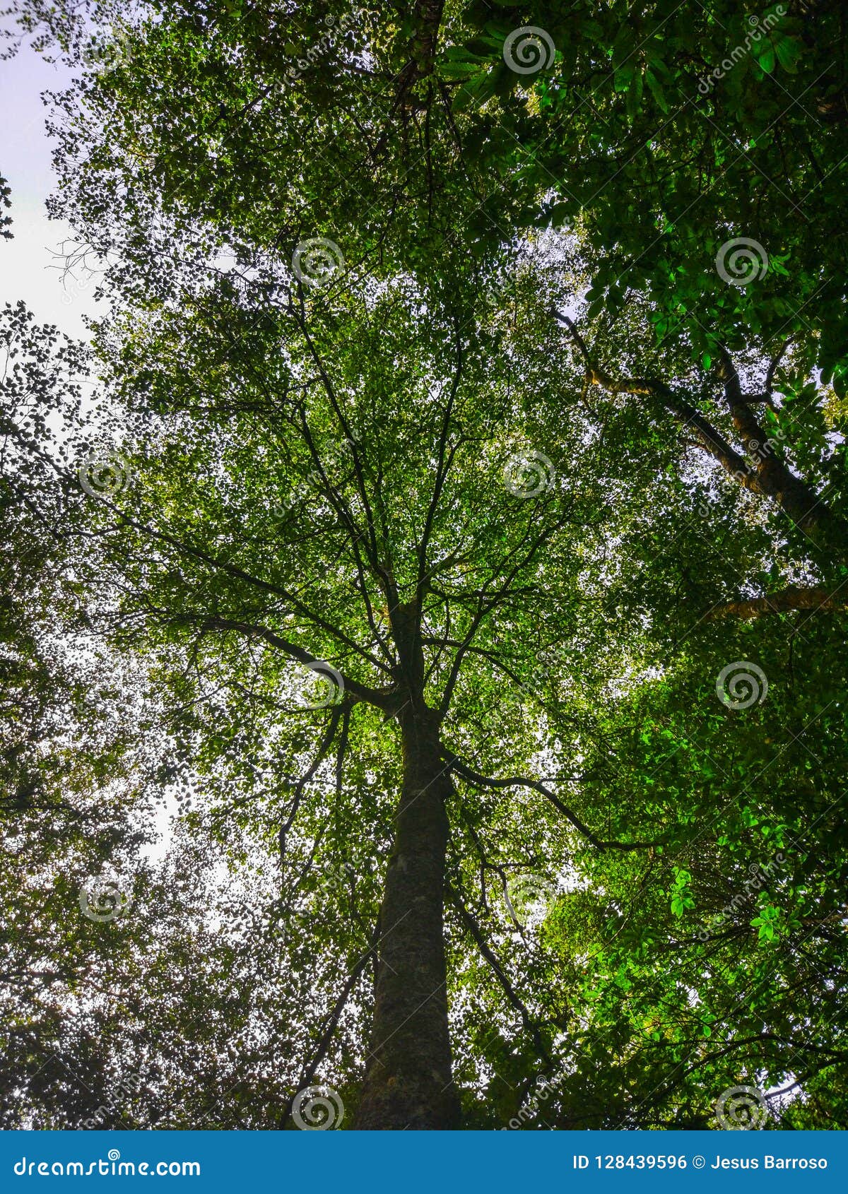 Sun Rays Crossing through Branches of Trees. Green Leaves Stock Photo ...
