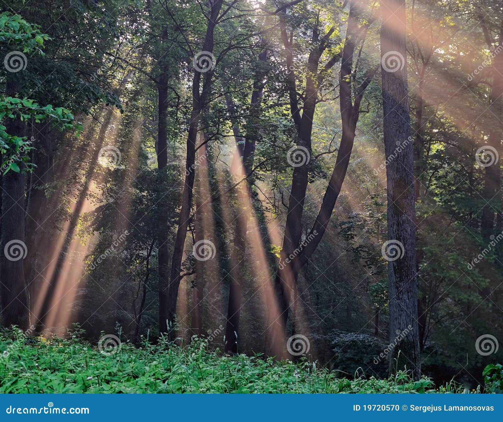 Sun Rays Crossing a Misty Forest Stock Photo - Image of green, early ...