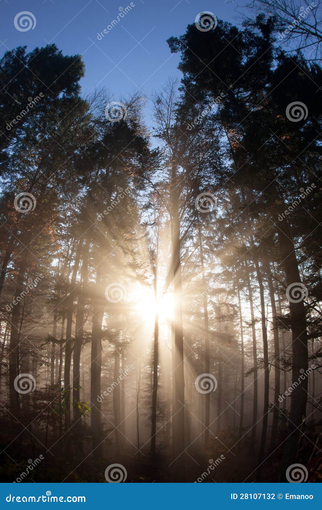 Sun Rays Crossing a Misty Forest Stock Photo - Image of nature, light ...