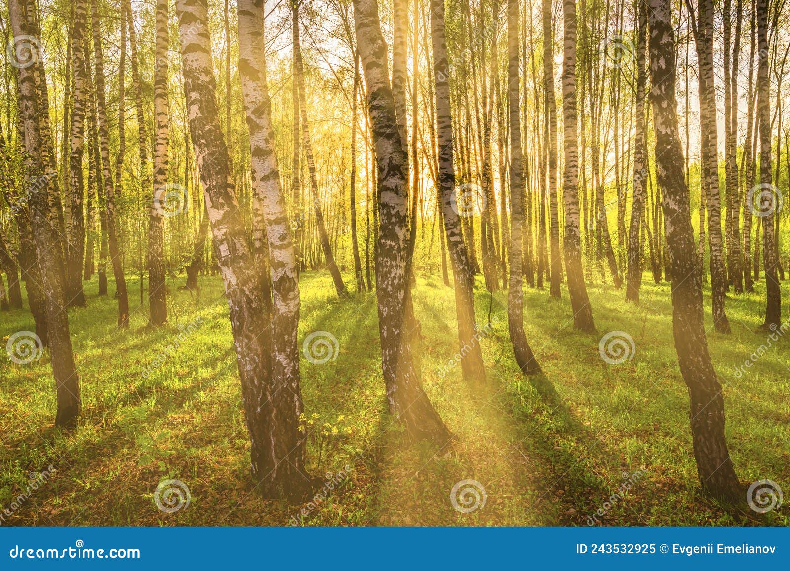 Sun Rays Cutting through Birch Trunks in a Grove at Sunset or Sunrise ...