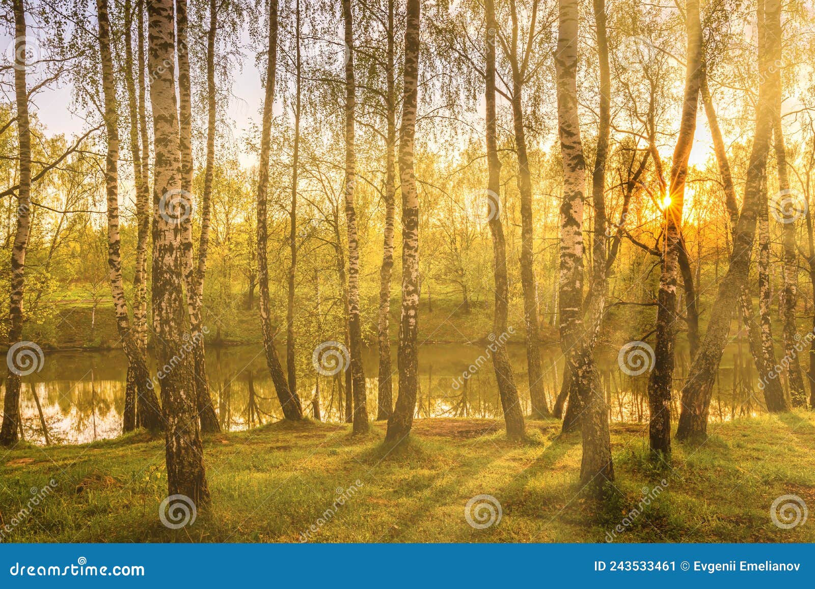 Sun Rays Cutting through Birch Trunks in a Grove at Sunset or Sunrise ...