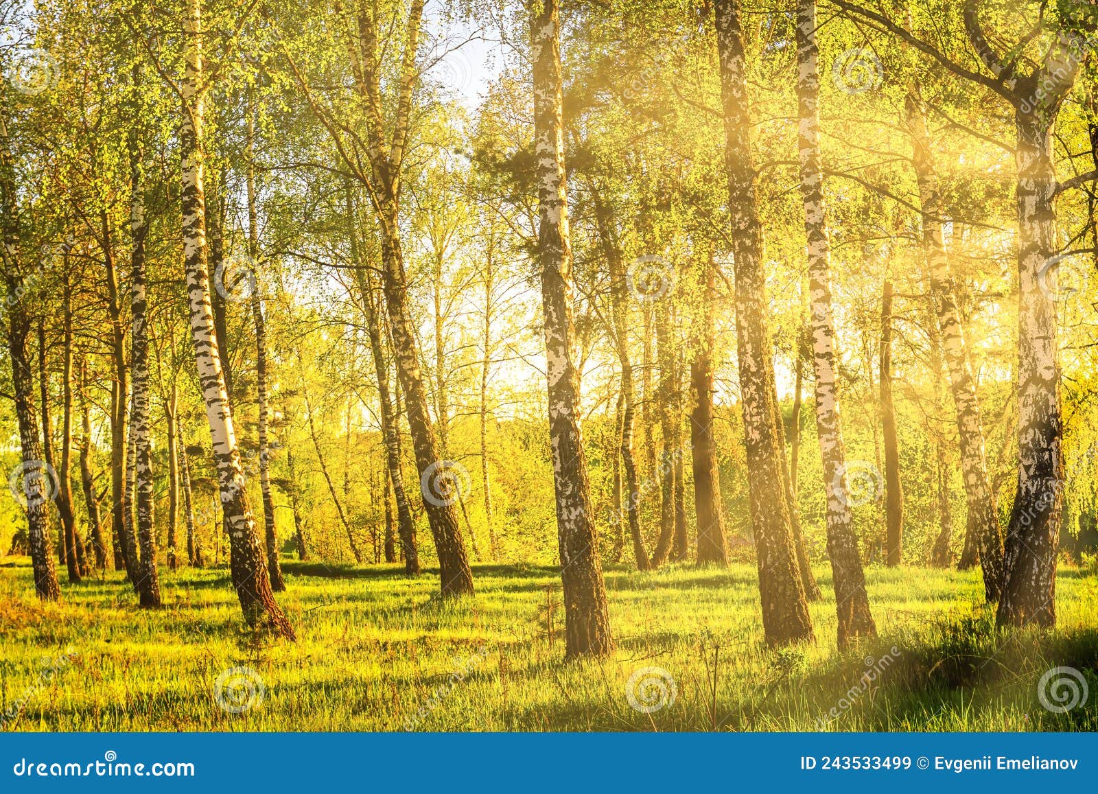 Sun Rays Cutting through Birch Trunks in a Grove at Sunset or Sunrise ...