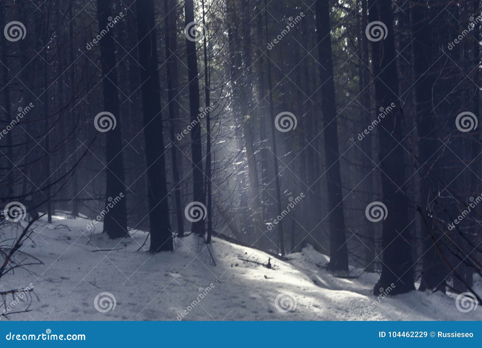 Sun rays in dark forest stock image. Image of branch - 104462229