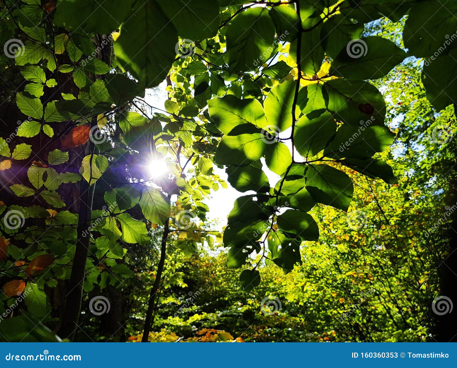 Deciduous Forest in the Mountains Stock Image - Image of autumn ...