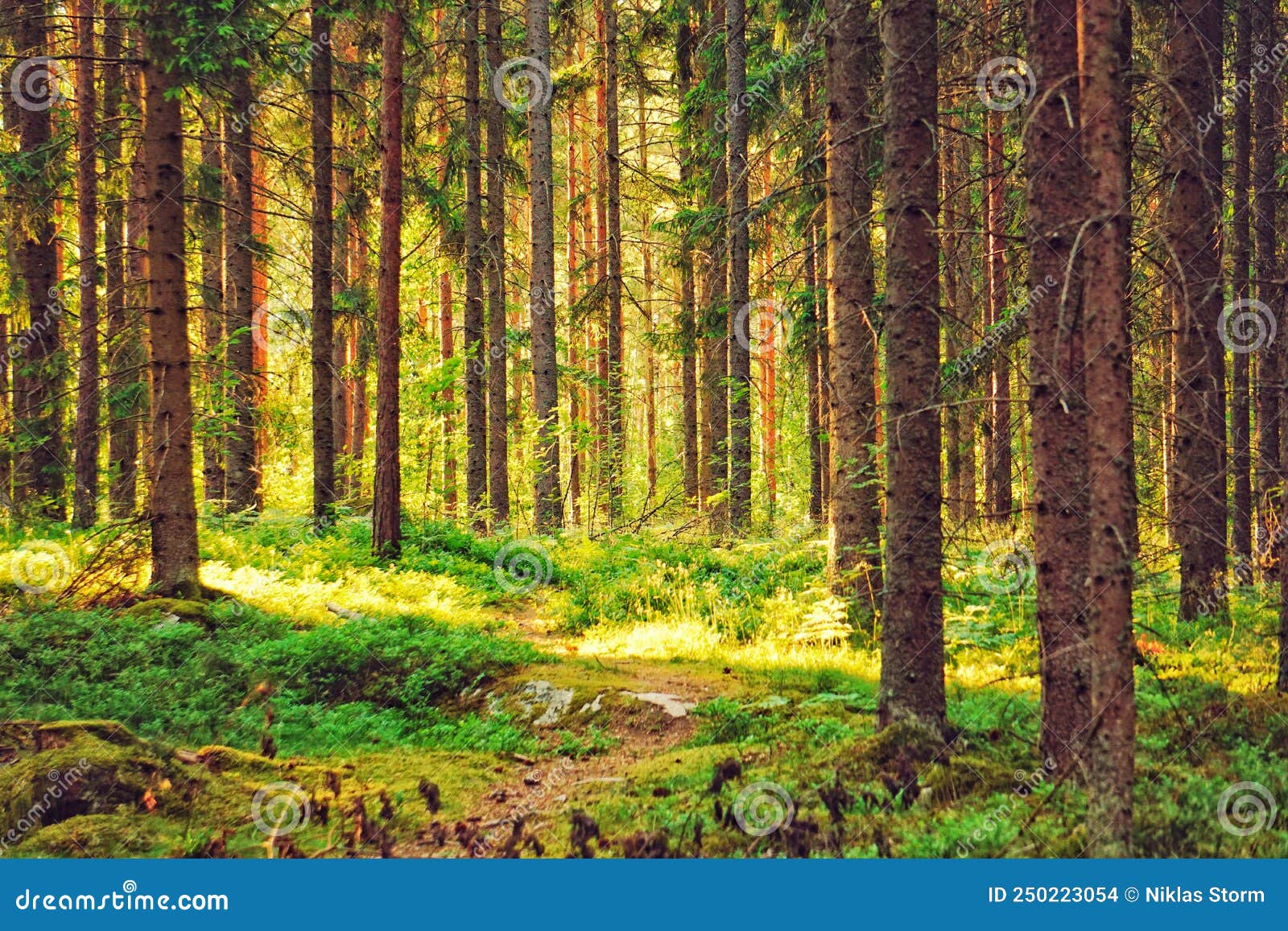 Sun Rays Deep in the Forest Stock Photo - Image of forest, rays: 250223054