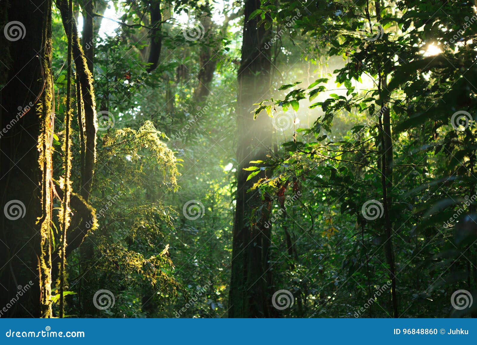 Sun Rays Deep in the Rain Forest Stock Photo - Image of foliage ...