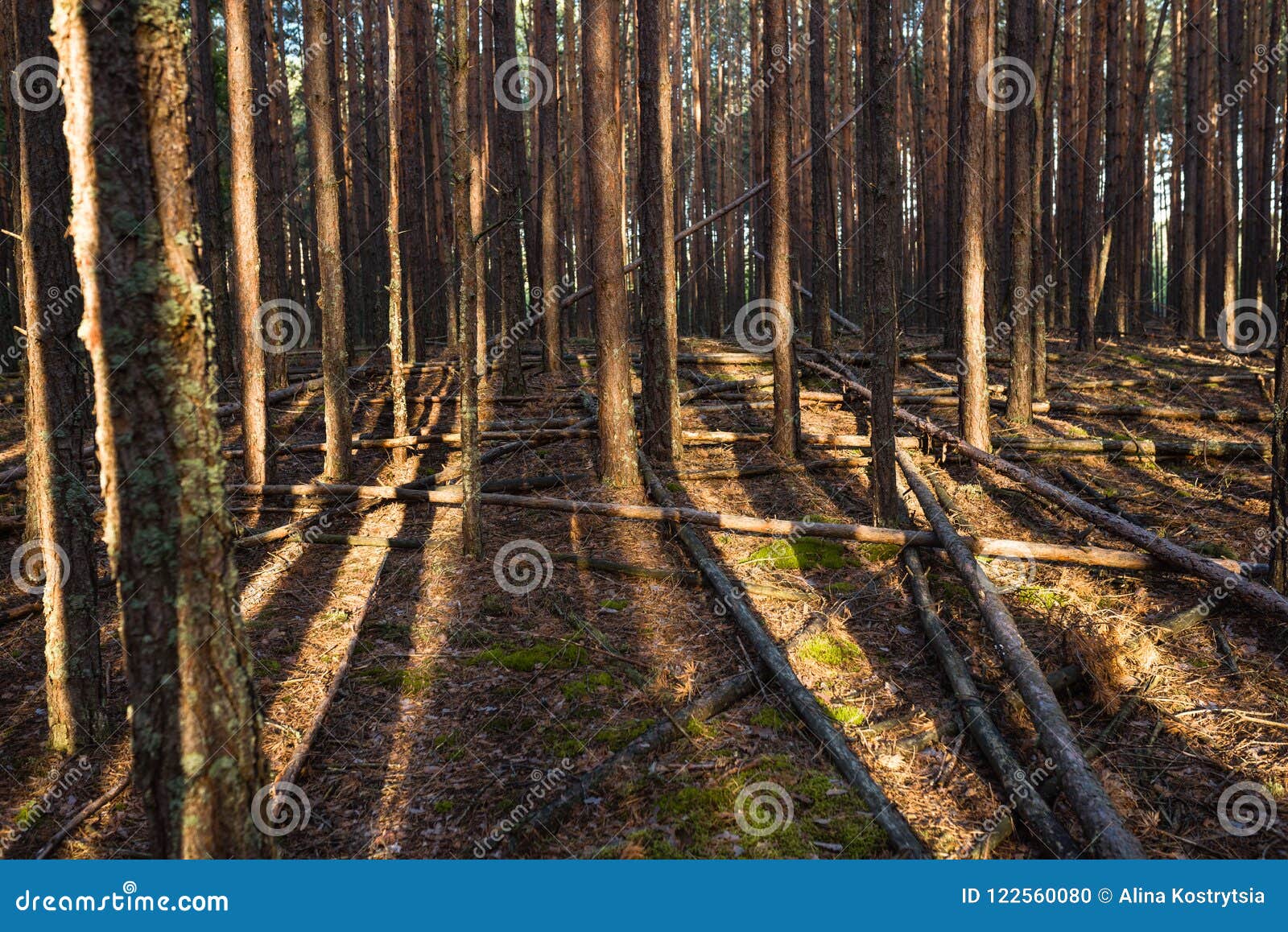 Sun Rays in Dense Pine Forest Stock Photo - Image of country, fall ...