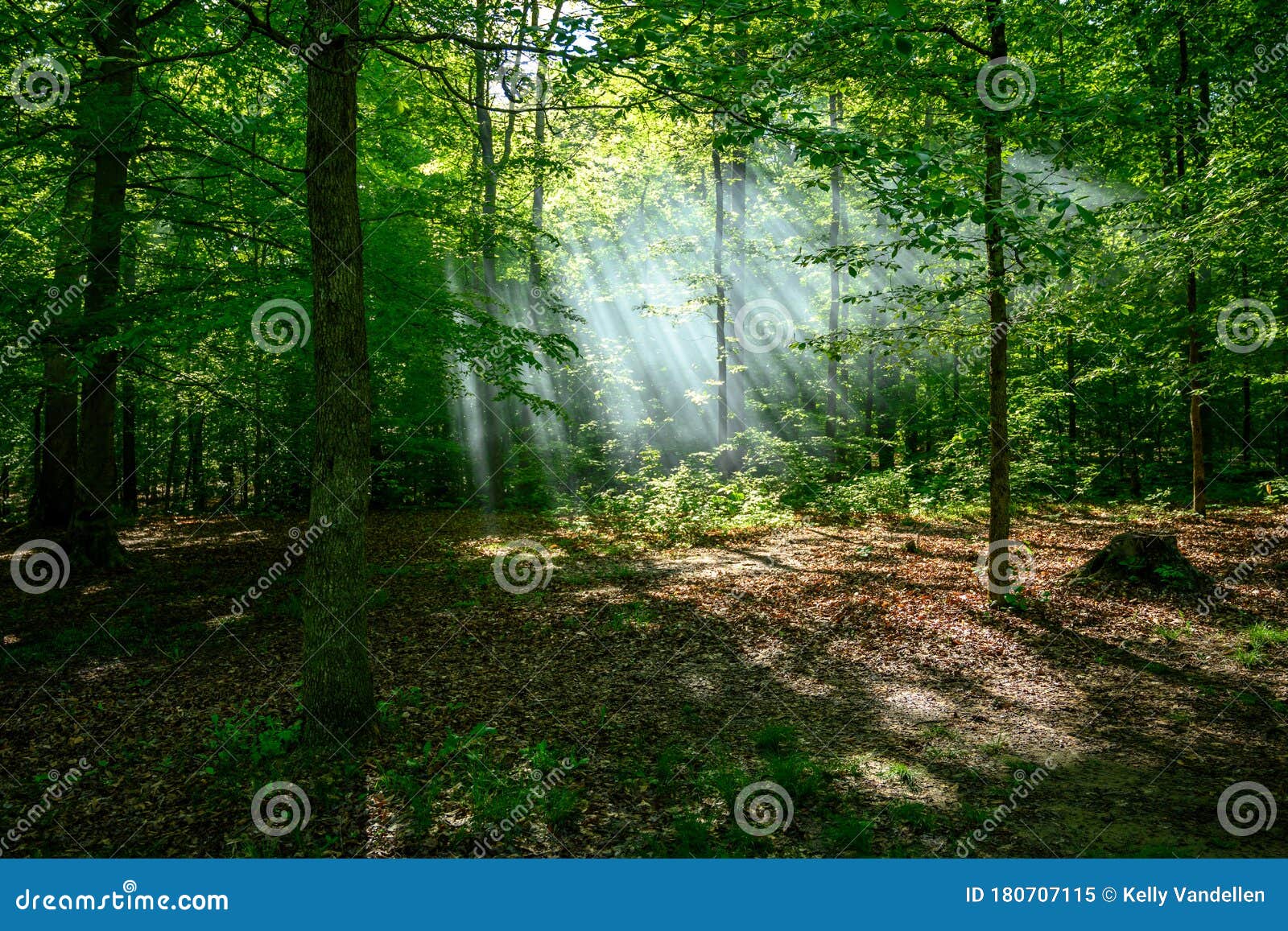 Sun Rays Diffuse Light Over the Forest Stock Image - Image of leaf ...