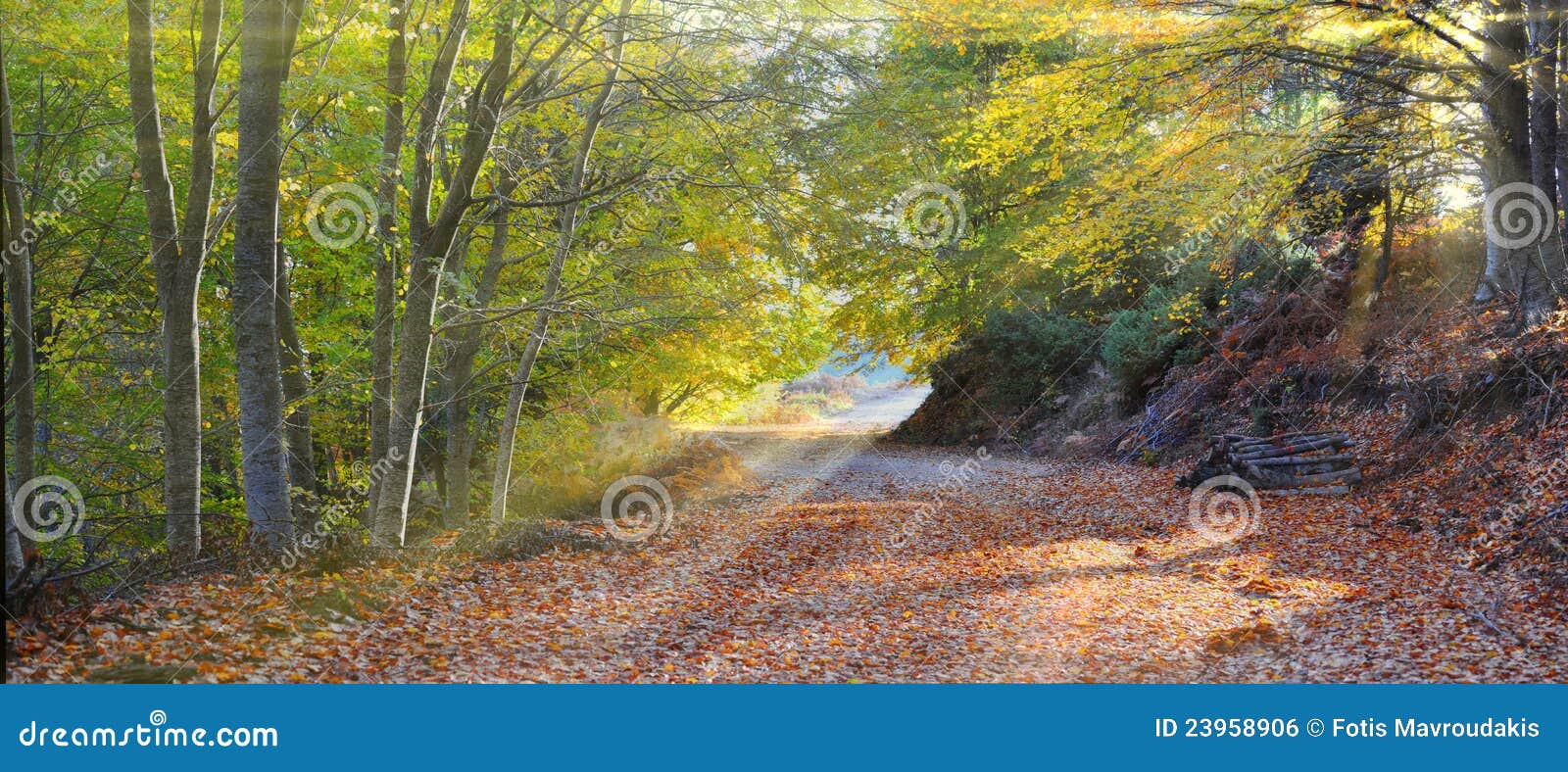 Sun Rays Entering into the Forest Stock Photo - Image of curvy, beam ...