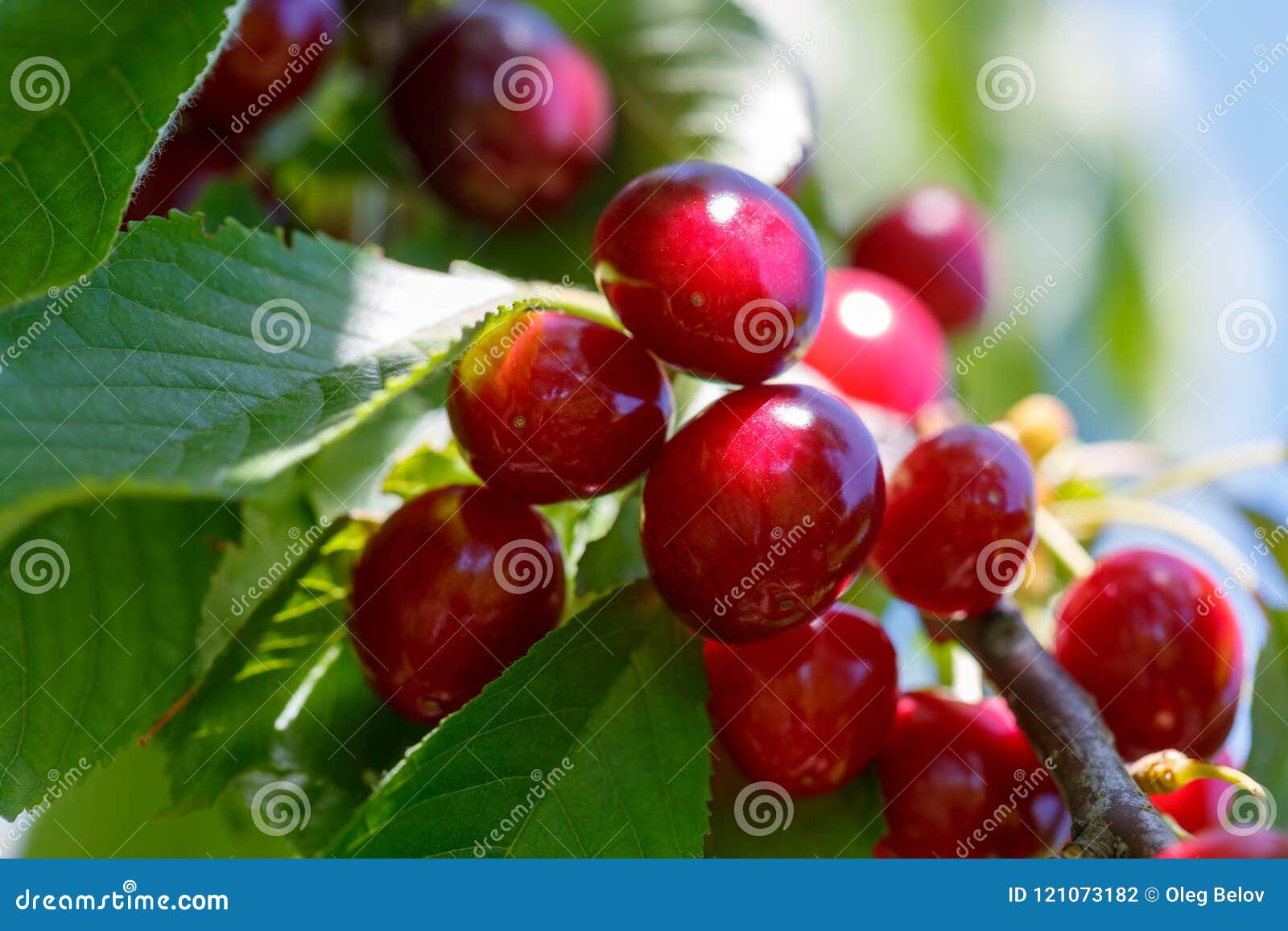 Sun Rays Fall on the Bunches of Ripe Cherries in Spring Stock Photo ...